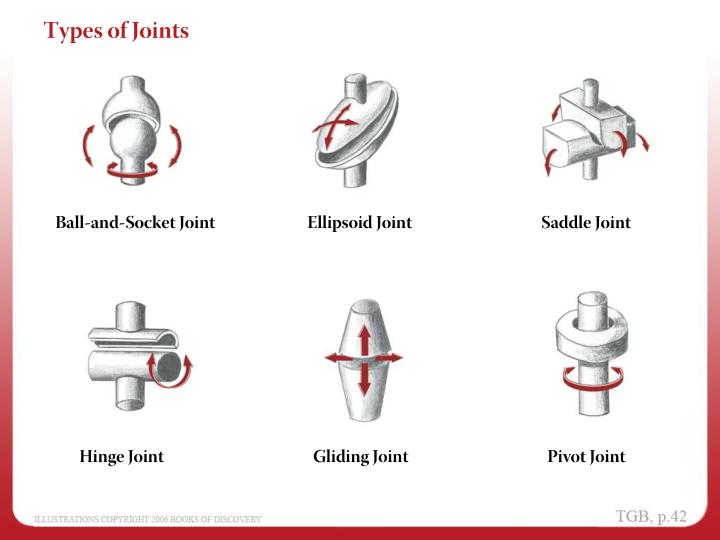 PPT - Anatomical Position PowerPoint Presentation - ID:2986951