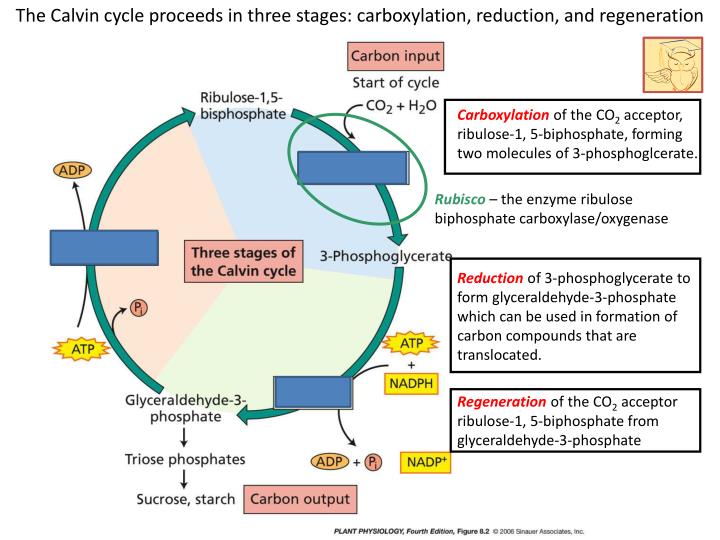 PPT - Photosynthesis: Dark cycle reactions, variation in the dark cycle system, PowerPoint ...
