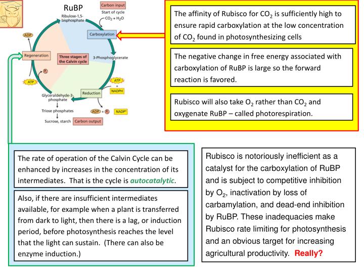 PPT - Photosynthesis: Dark cycle reactions, variation in the dark cycle ...