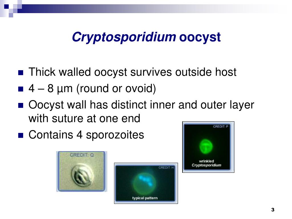 PPT - The public health significance of zoonotic species of ...