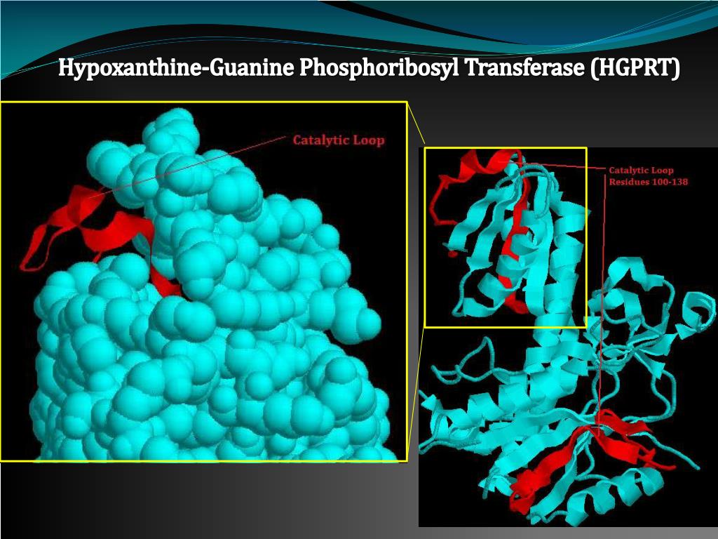 PPT - Lesch-Nyhan Syndrome: Curing the incurable disease PowerPoint ...