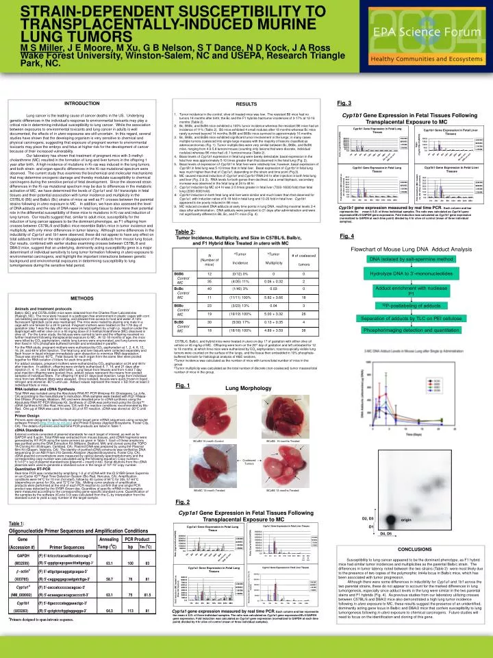 PPT - METHODS Animals and treatment protocols PowerPoint Presentation ...