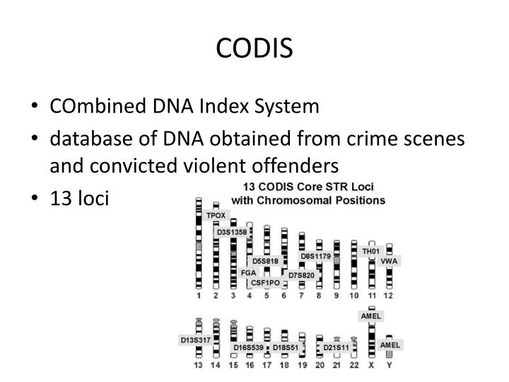 PPT - Paternity Testing PowerPoint Presentation - ID:2988263