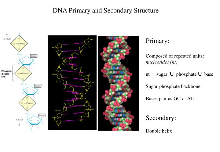 PPT - Overview of DNA Topology PowerPoint Presentation - ID:2988382