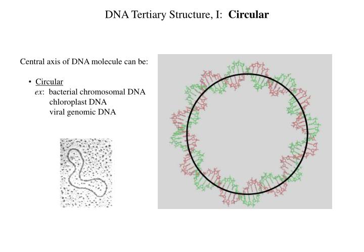 PPT - Overview of DNA Topology PowerPoint Presentation - ID:2988382