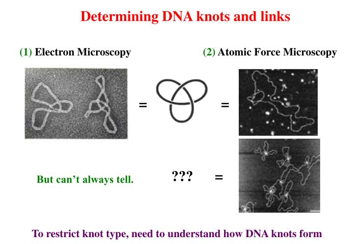 PPT - Overview of DNA Topology PowerPoint Presentation - ID:2988382