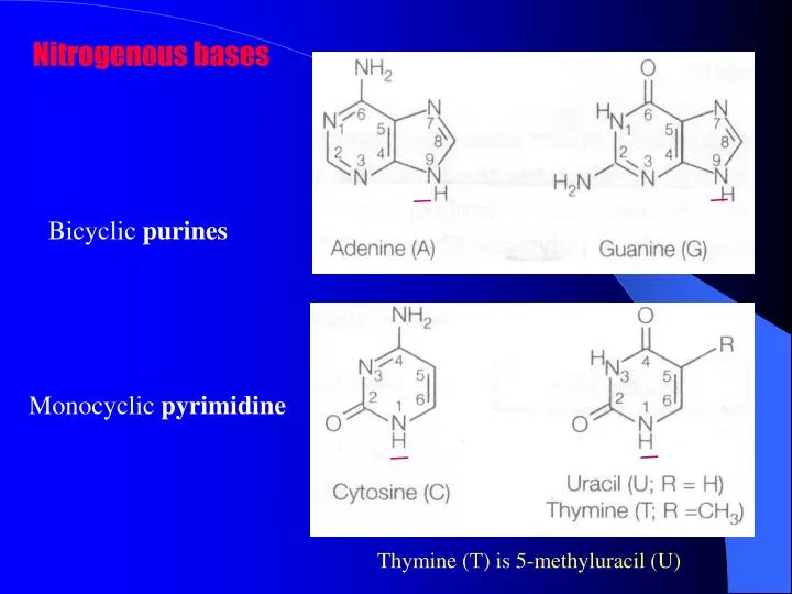 PPT - Nitrogenous bases PowerPoint Presentation, free download - ID:2988392