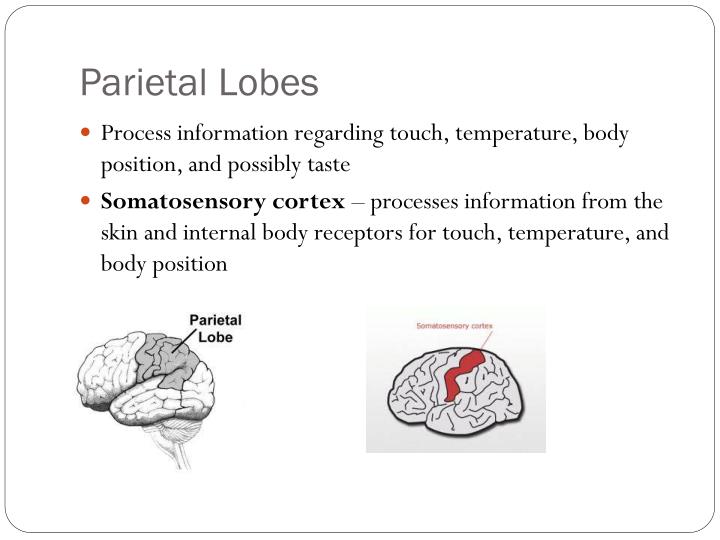 PPT - The Biological Perspective PowerPoint Presentation - ID:2988540