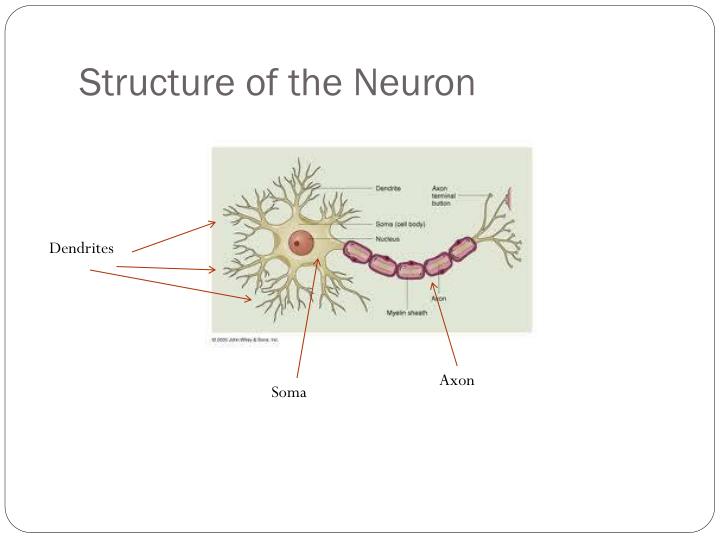 PPT - The Biological Perspective PowerPoint Presentation - ID:2988540