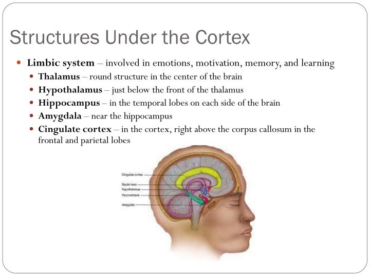 PPT - The Biological Perspective PowerPoint Presentation - ID:2988540