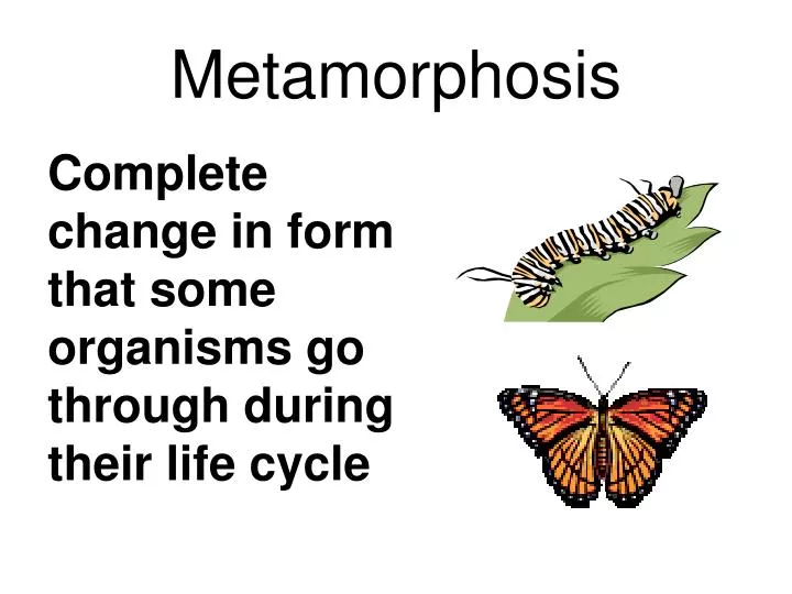 PPT - Metamorphosis PowerPoint Presentation, free download - ID:2988694