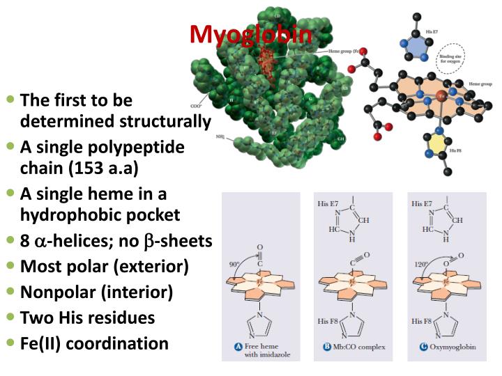 PPT - Structure-Function relationship PowerPoint Presentation - ID:2988814