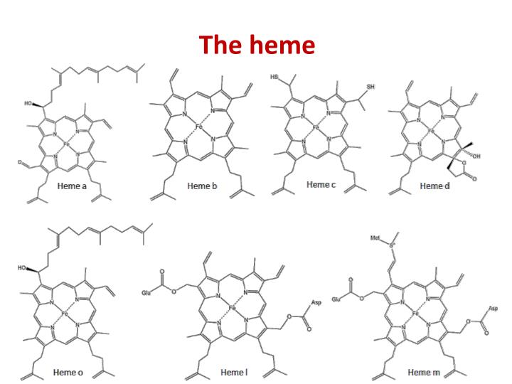 PPT - Structure-Function relationship PowerPoint Presentation - ID:2988814
