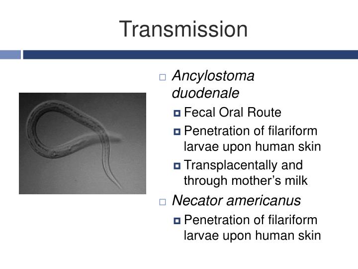 PPT - Hookworm Infection PowerPoint Presentation - ID:2989455