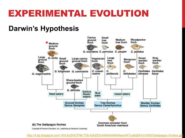 PPT - Modern Evolutionary Theory PowerPoint Presentation - ID:2989593