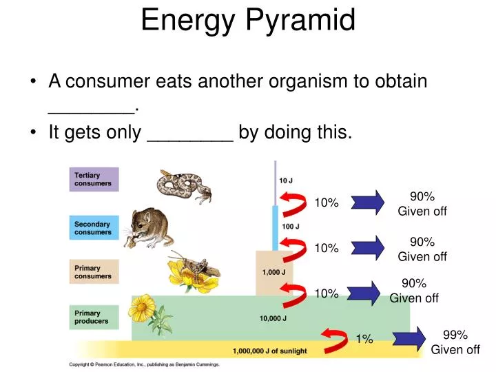 PPT - Energy Pyramid PowerPoint Presentation, free download - ID:2989700