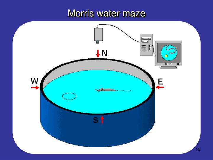 PPT - PATHOPHYSIOLOGY OF LEARNING AND MEMORY PowerPoint Presentation ...