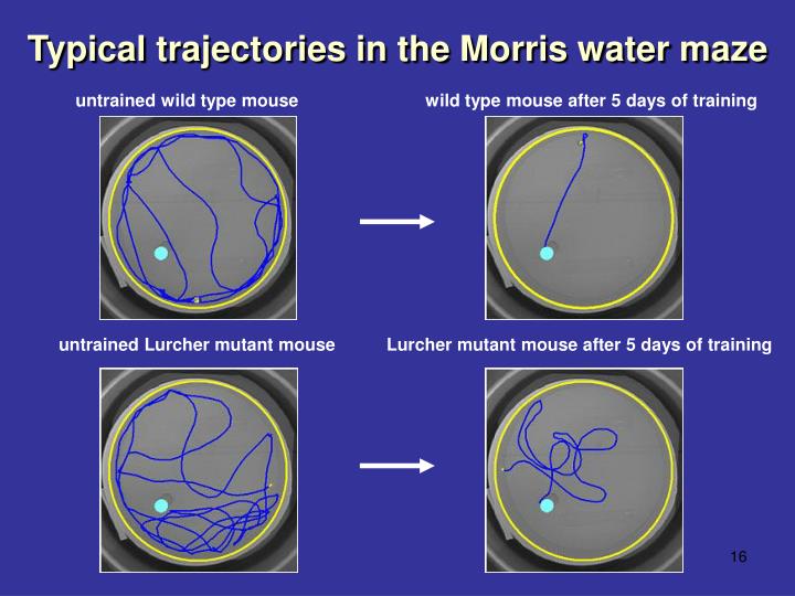 PPT - PATHOPHYSIOLOGY OF LEARNING AND MEMORY PowerPoint Presentation ...
