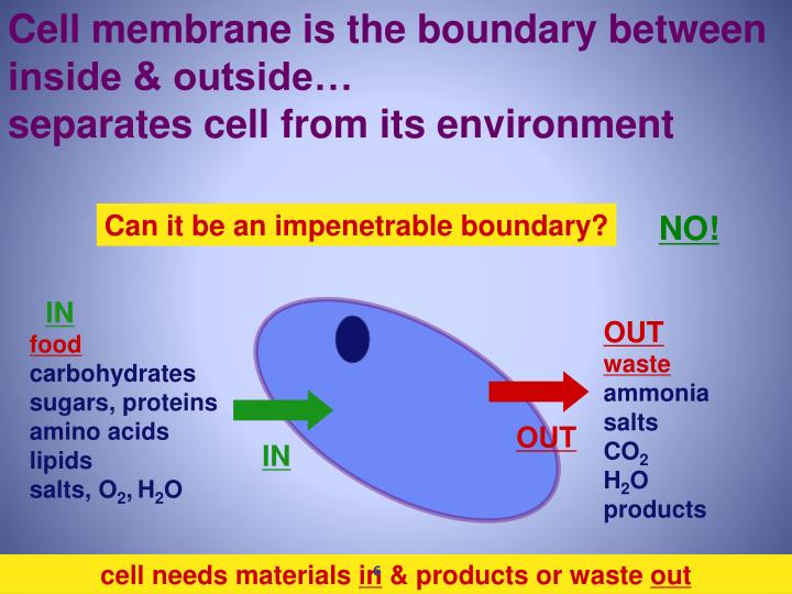 PPT - Chapter 11 Movement of Substances PowerPoint Presentation - ID ...