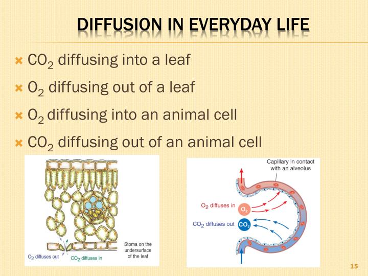 PPT - Chapter 11 Movement of Substances PowerPoint Presentation - ID ...
