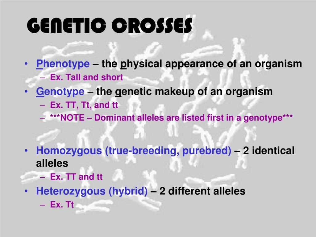 Ppt Chapter 9 Fundamentals Of Genetics Powerpoint Presentation Free