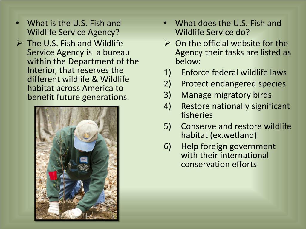PPT - The US. Fish & Wildlife Service Agency PowerPoint Presentation ...