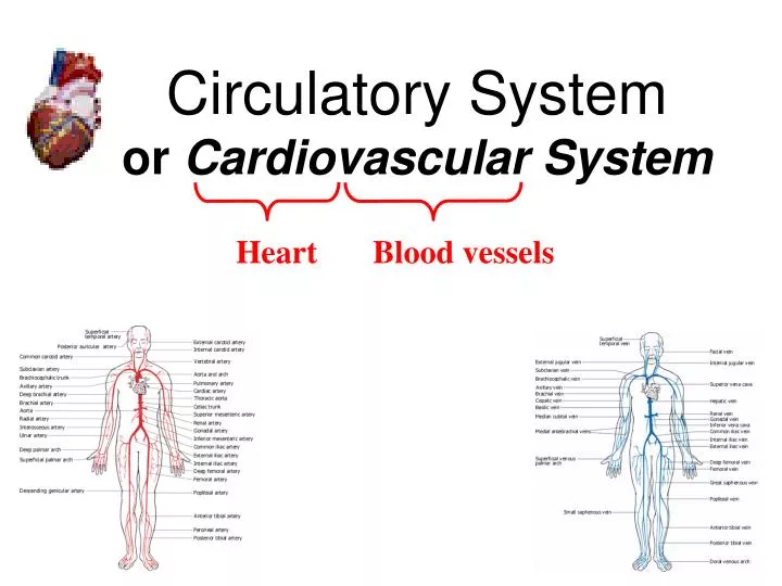 Ppt Circulatory System Or Cardiovascular System Powerpoint