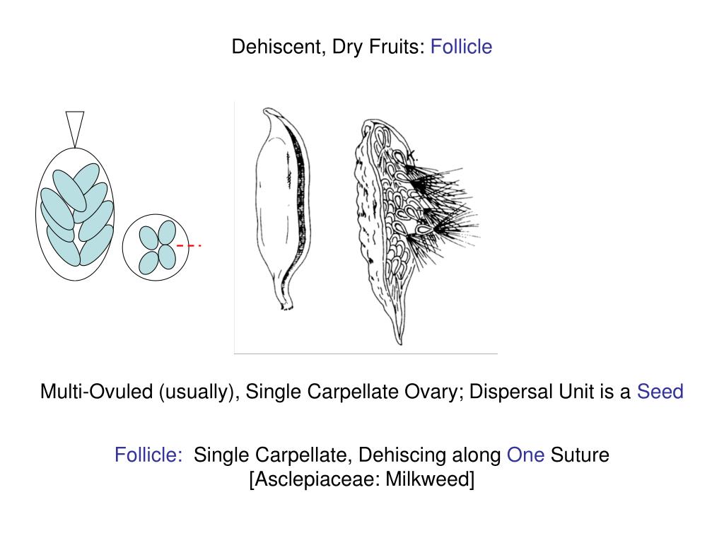 PPT - Seed: Ovule and its Contents Testa (Seed Coat) = Ovule Wall ...