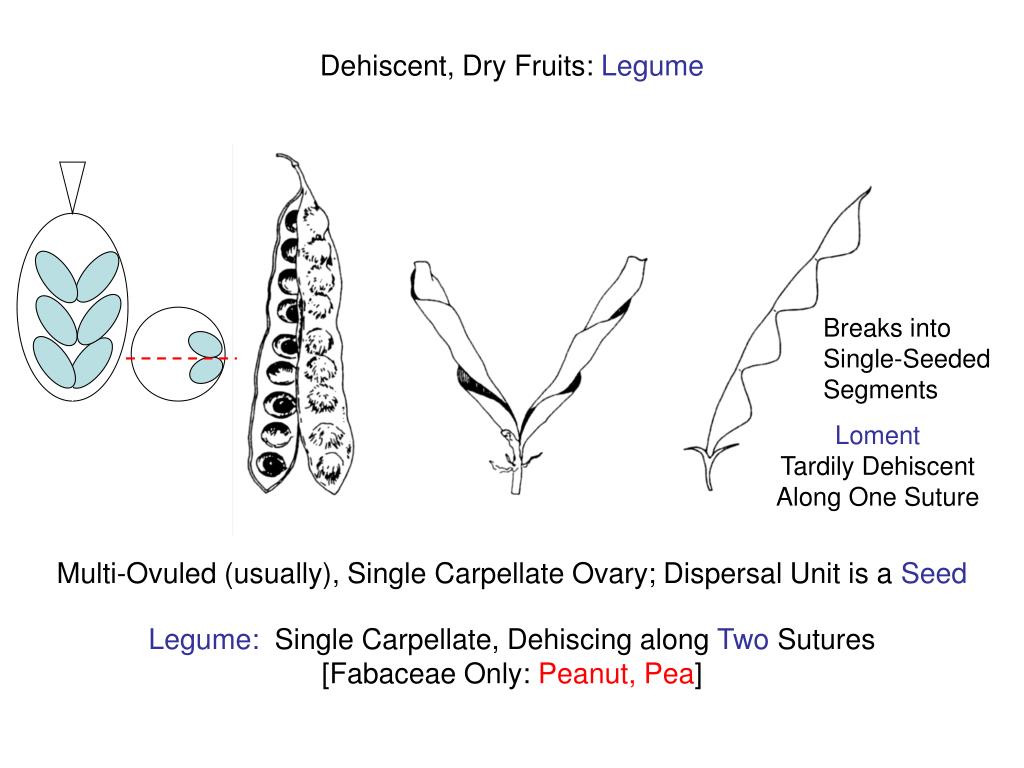 PPT - Seed: Ovule and its Contents Testa (Seed Coat) = Ovule Wall ...