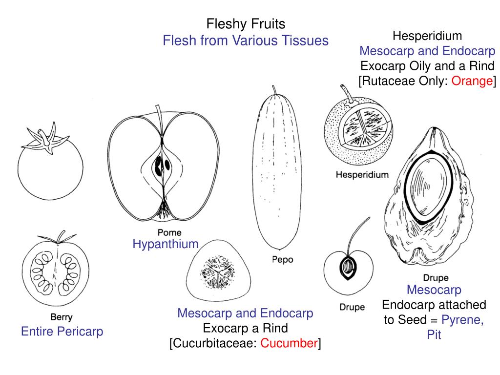 PPT - Seed: Ovule and its Contents Testa (Seed Coat) = Ovule Wall ...