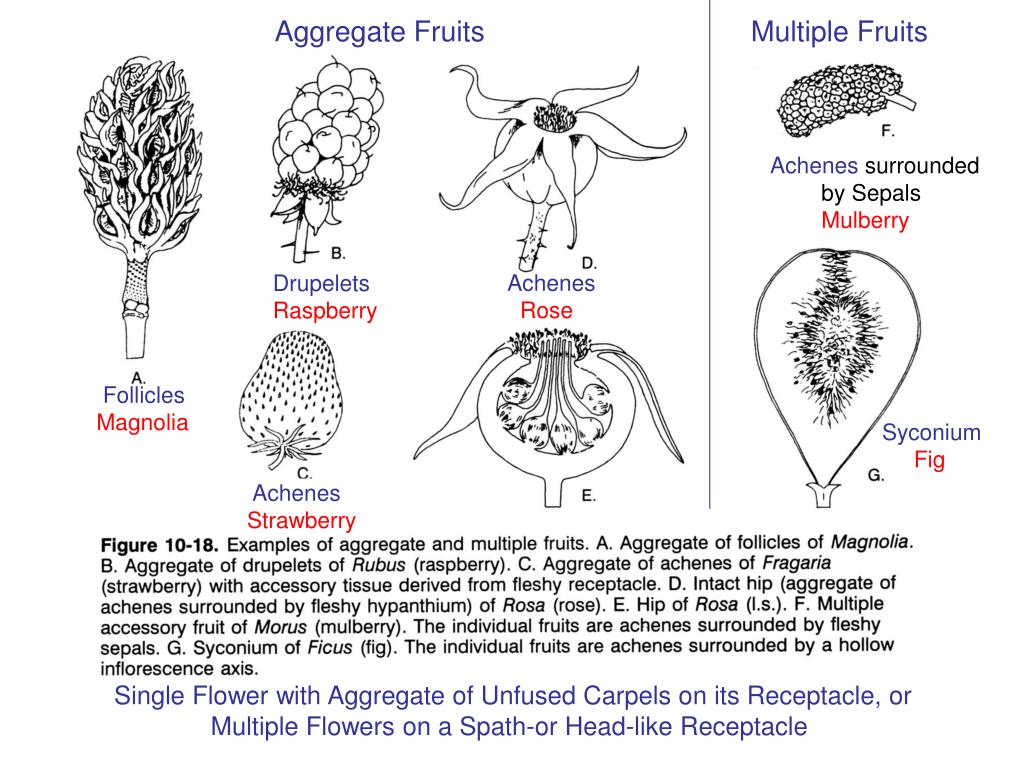 PPT - Seed: Ovule and its Contents Testa (Seed Coat) = Ovule Wall ...