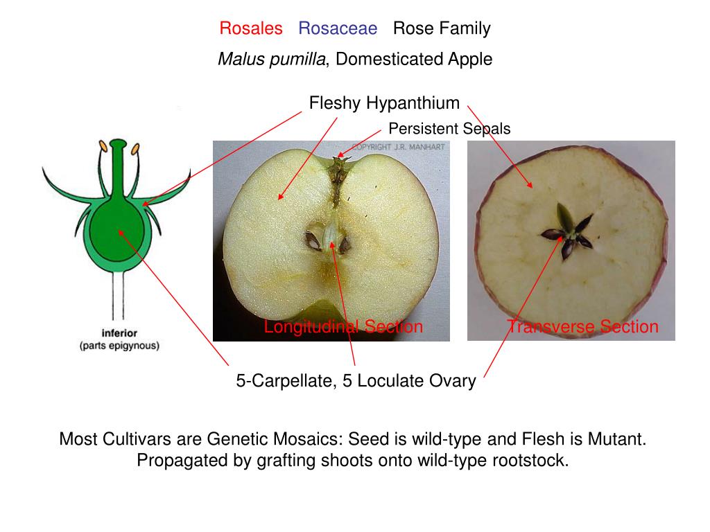 PPT - Seed: Ovule and its Contents Testa (Seed Coat) = Ovule Wall ...