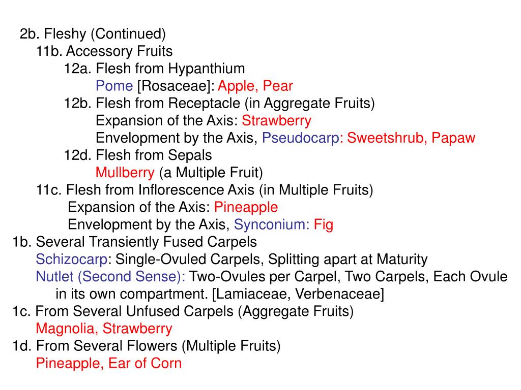 PPT - Seed: Ovule and its Contents Testa (Seed Coat) = Ovule Wall ...