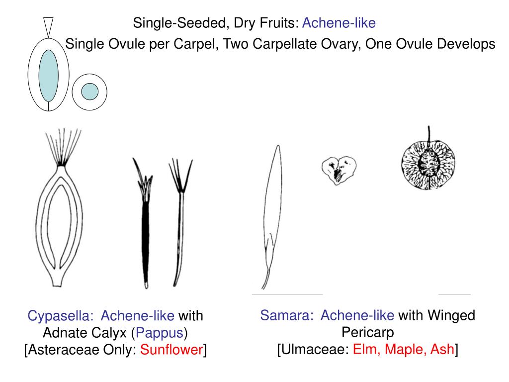 PPT - Seed: Ovule and its Contents Testa (Seed Coat) = Ovule Wall ...