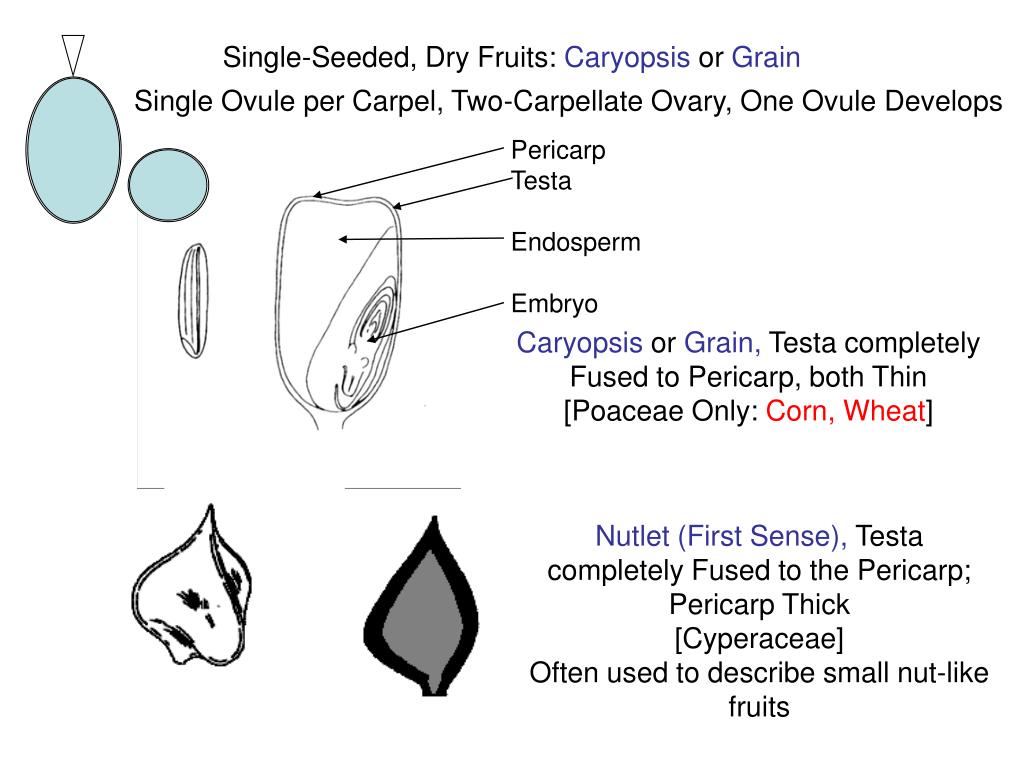 PPT - Seed: Ovule and its Contents Testa (Seed Coat) = Ovule Wall ...