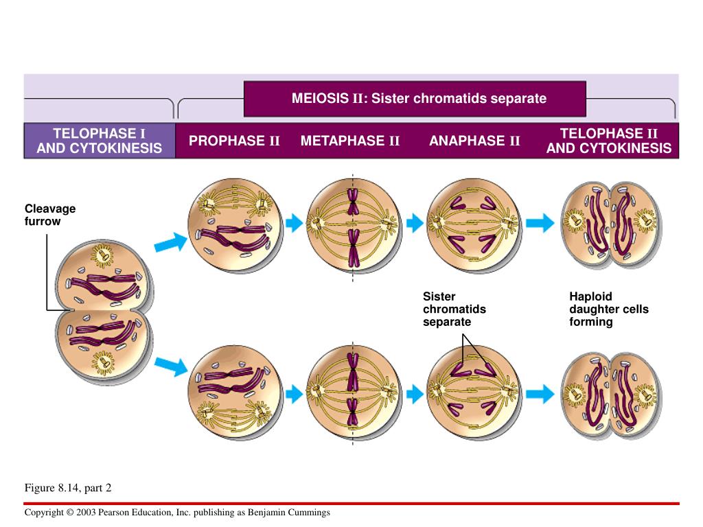 PPT - 1. Meiosis and chromosome number Life cycle and ploidy levels ...