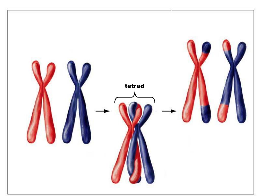 PPT - 1. Meiosis and chromosome number Life cycle and ploidy levels ...