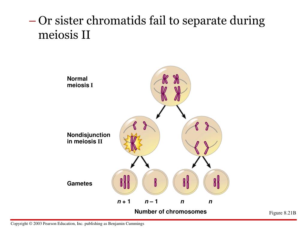 PPT - 1. Meiosis and chromosome number Life cycle and ploidy levels ...