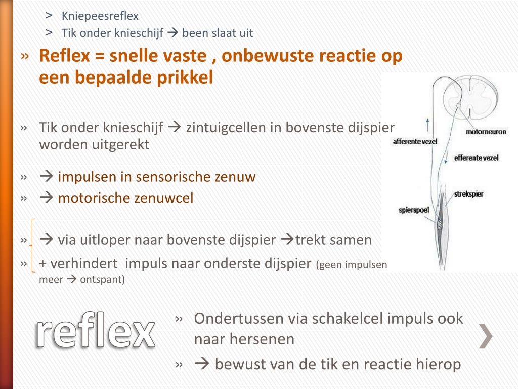PPT - 5. De weg die impulsen afleggen PowerPoint Presentation, free ...