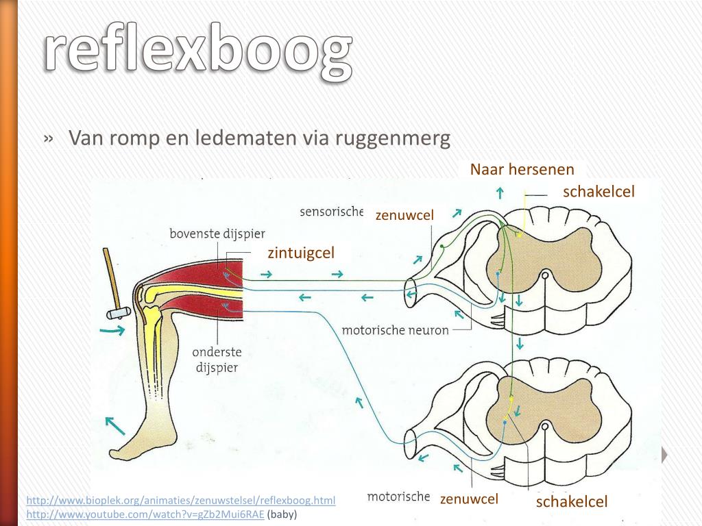 PPT - 5. De weg die impulsen afleggen PowerPoint Presentation, free ...