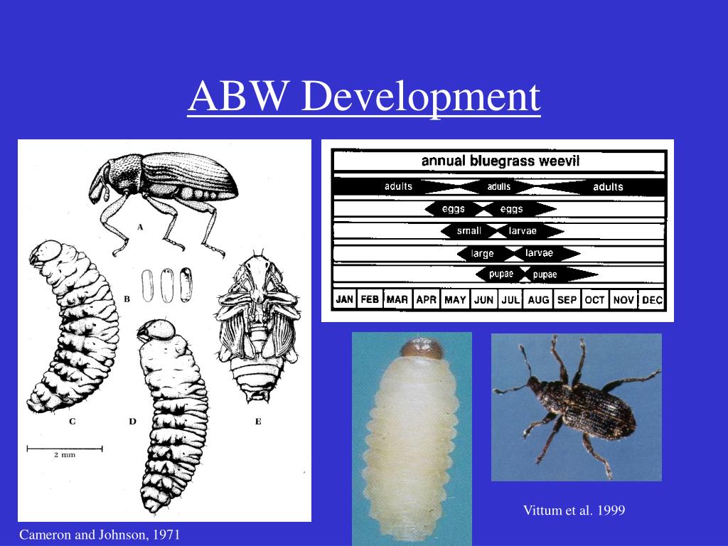 PPT - Biological Control of the Annual Bluegrass Weevil in New Jersey ...