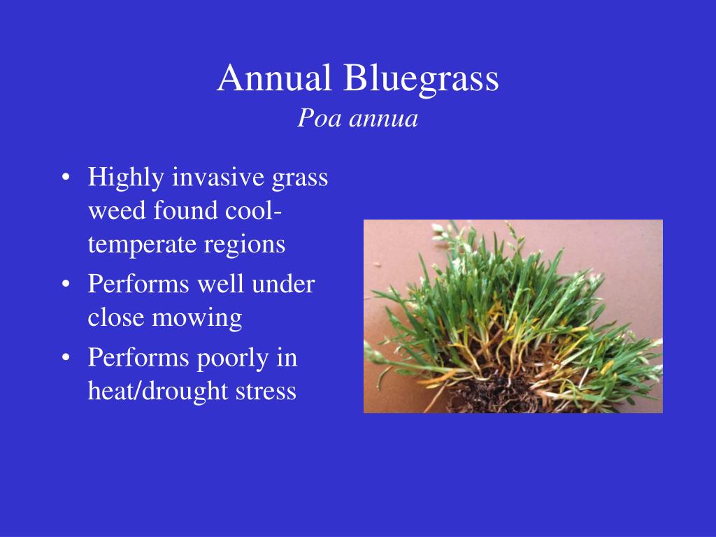 PPT - Biological Control of the Annual Bluegrass Weevil in New Jersey ...
