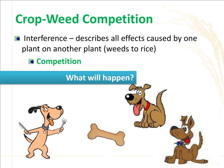 PPT - WEEDS of RICE & their MANAGEMENT PowerPoint Presentation - ID:2992868