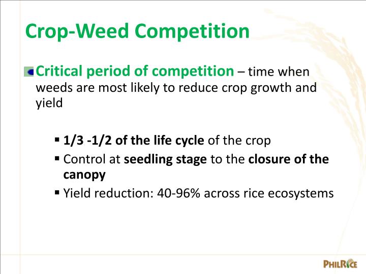 PPT - WEEDS of RICE & their MANAGEMENT PowerPoint Presentation - ID:2992868
