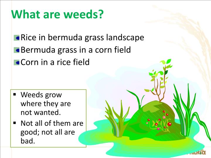 PPT - WEEDS of RICE & their MANAGEMENT PowerPoint Presentation - ID:2992868