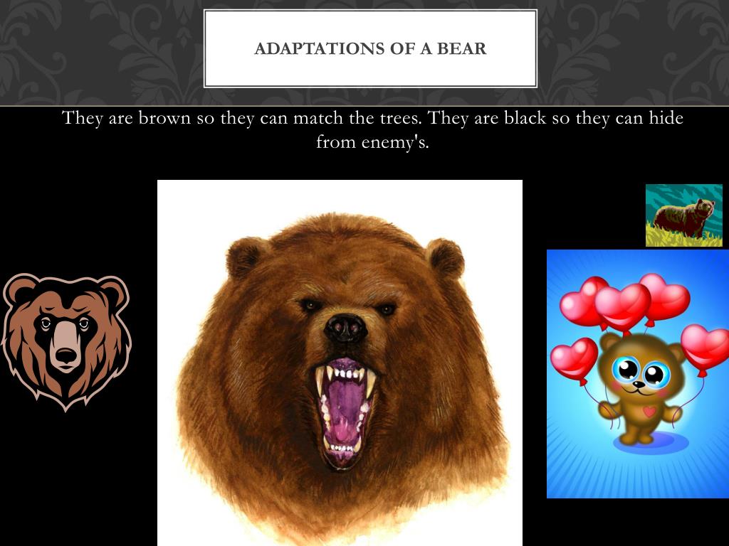 PPT - Georgia Plant and Animal Adaptations PowerPoint Presentation ...