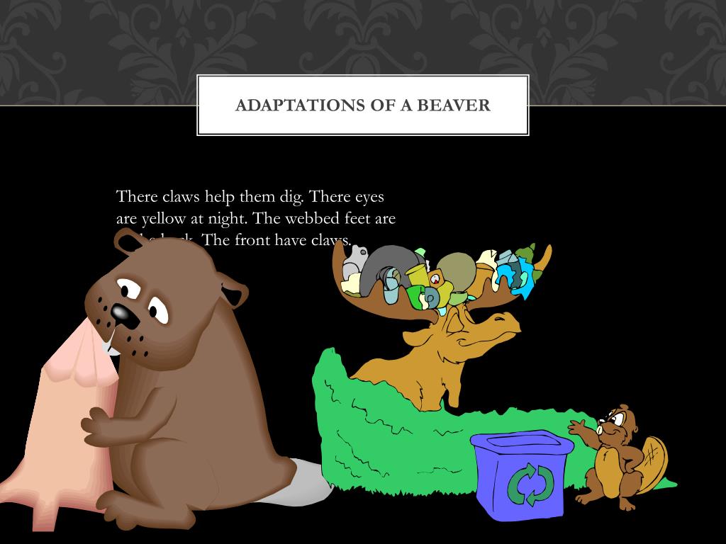 PPT - Georgia Plant and Animal Adaptations PowerPoint Presentation ...