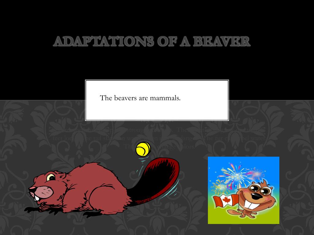 PPT - Georgia Plant and Animal Adaptations PowerPoint Presentation ...
