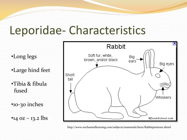 PPT - ORDER LAGOMORPHA PowerPoint Presentation - ID:2993280