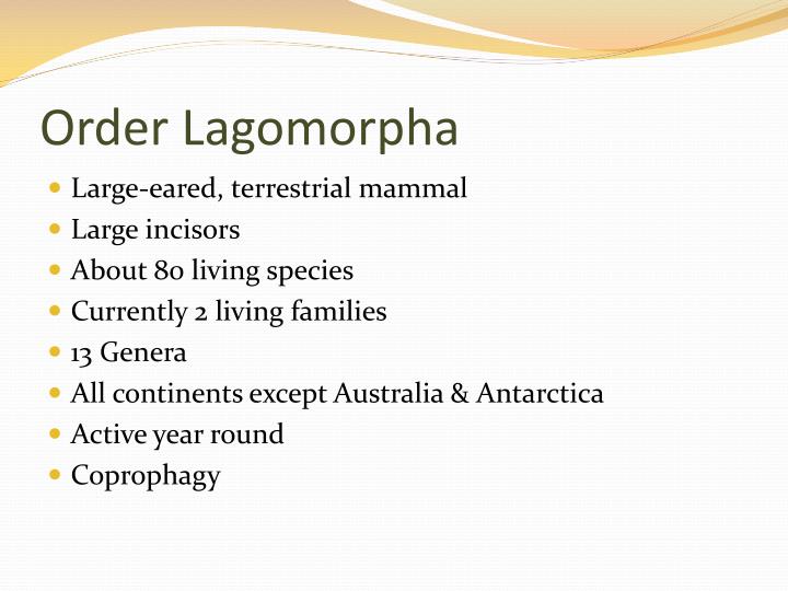 PPT - ORDER LAGOMORPHA PowerPoint Presentation - ID:2993280